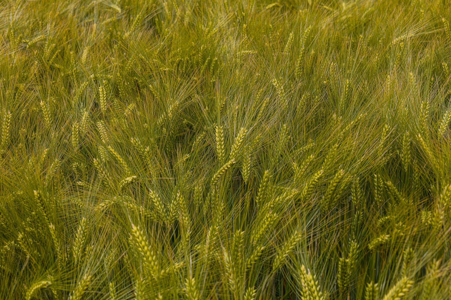 Wintergerste KWS Higgins von KWS Saat | HETAIROS.com by agrarheute