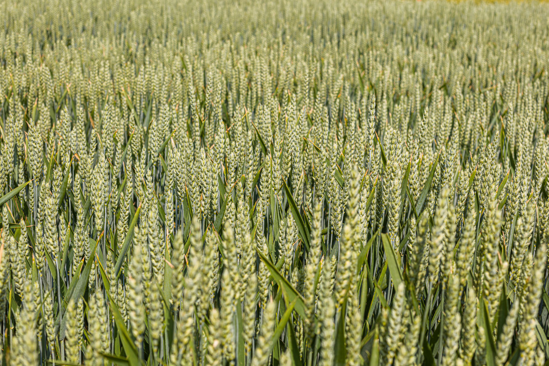 Winterweizen KWS Donovan von KWS Saat | HETAIROS.com by agrarheute